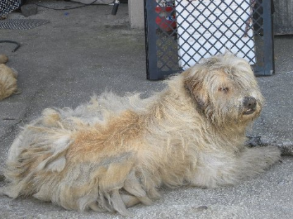 How to Groom a Dog with Matted Fur | Dog Grooming